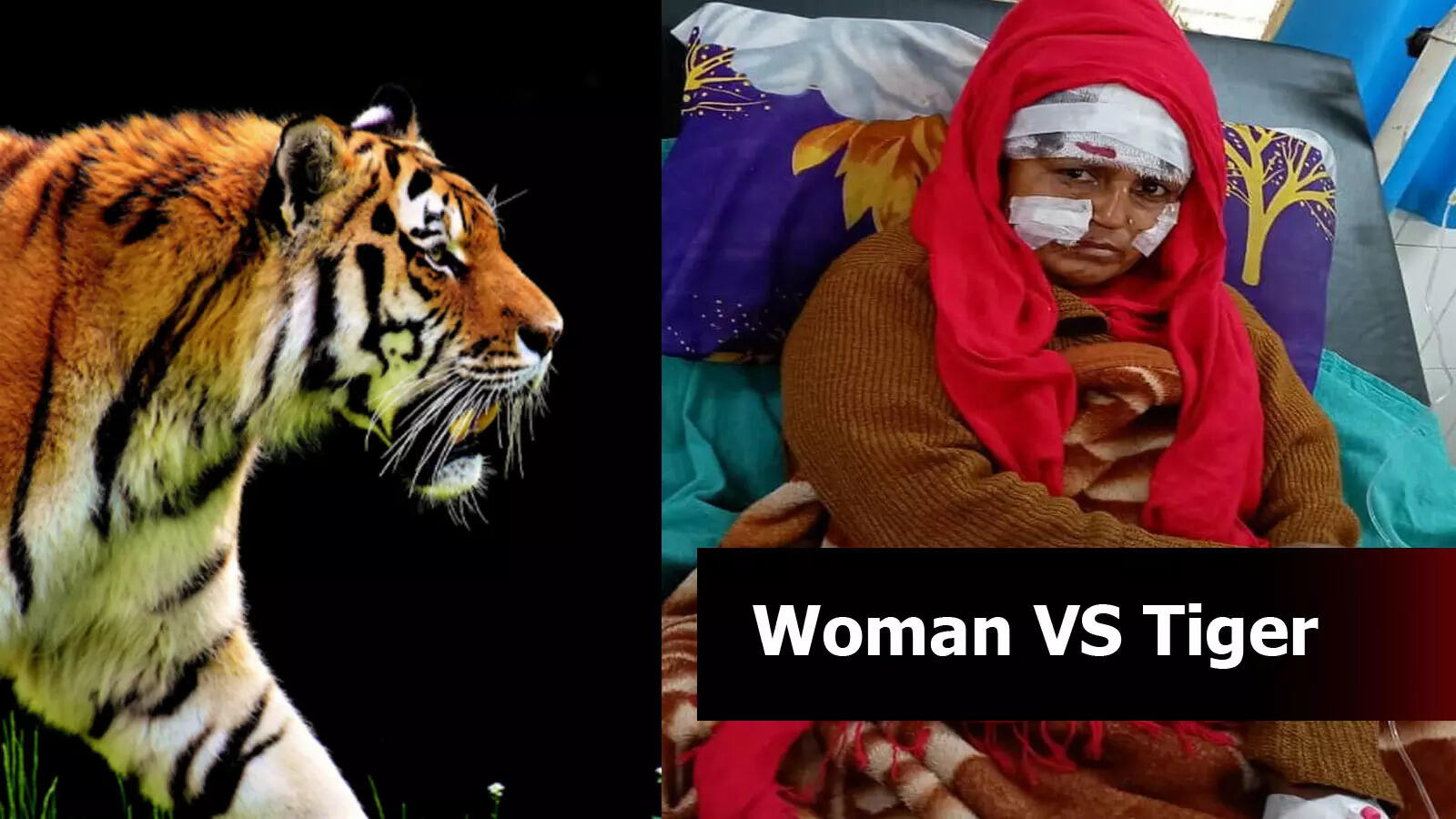 Daring: 45-year-old woman fights tiger with sickle, forces it to run away