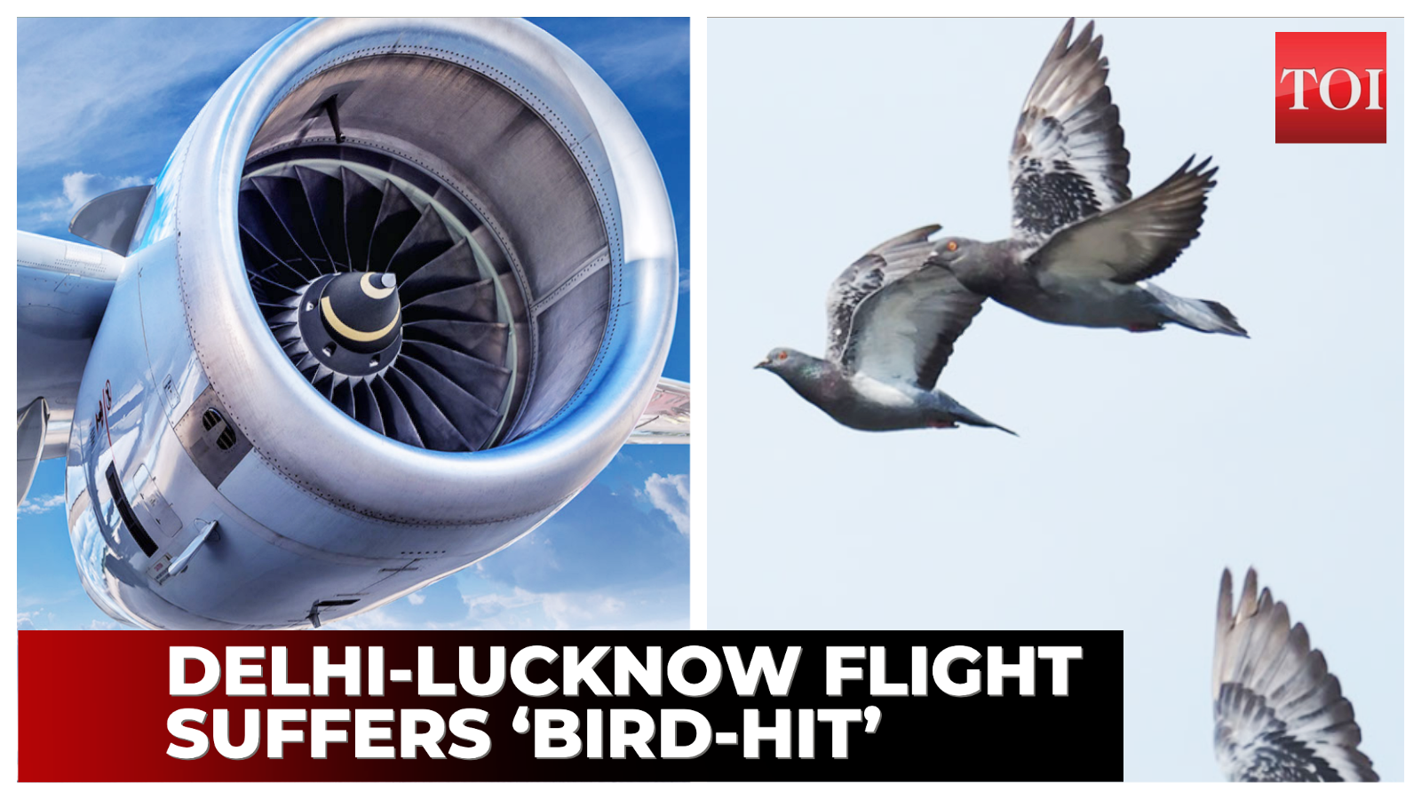 Delhi-Lucknow flight carrying 148 onboard, suffers bird hit, lands safely