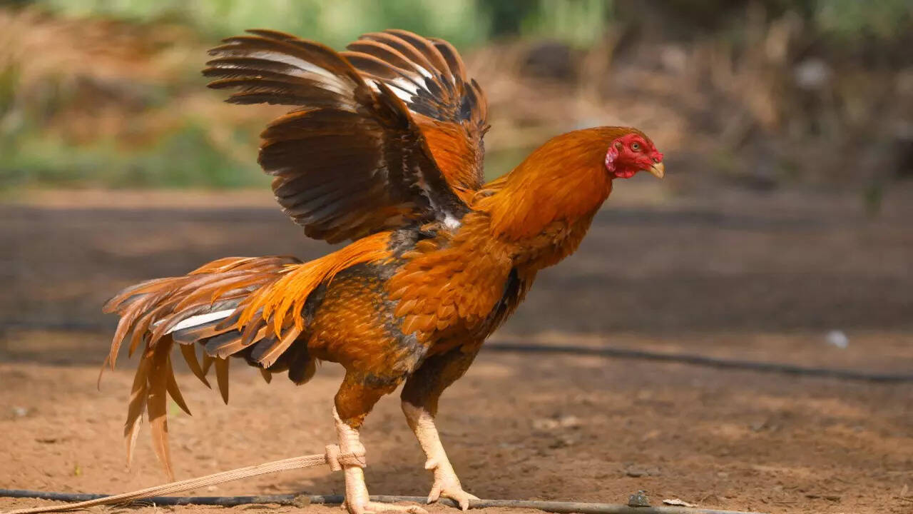 Fighting Rooster Breed Chart