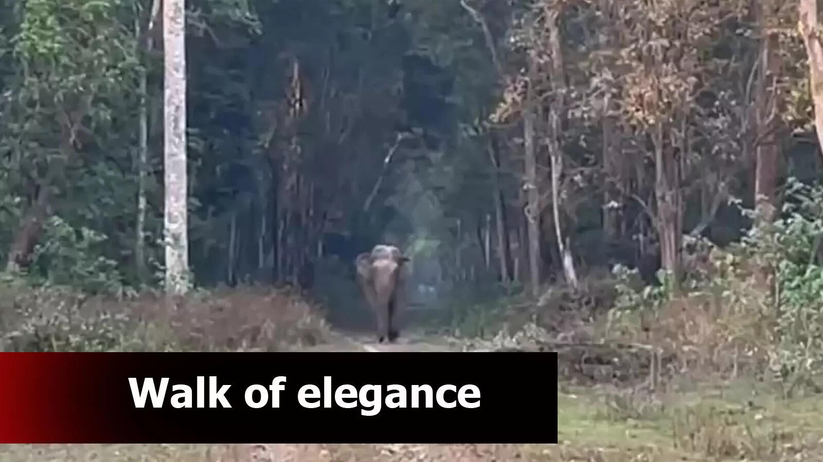 Ever seen an elephant’s cat walk?