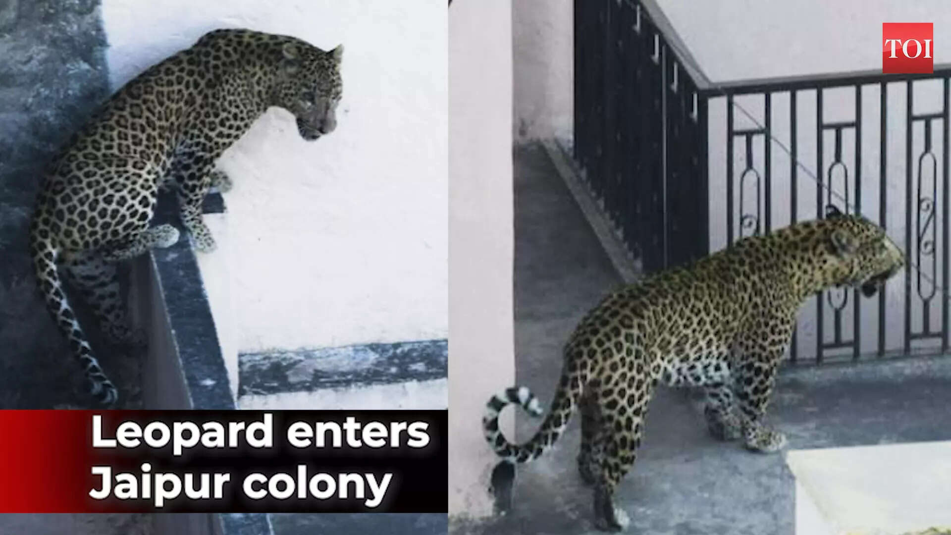 Watch: Leopard enters residential colony in Jaipur, rescued by wildlife ...