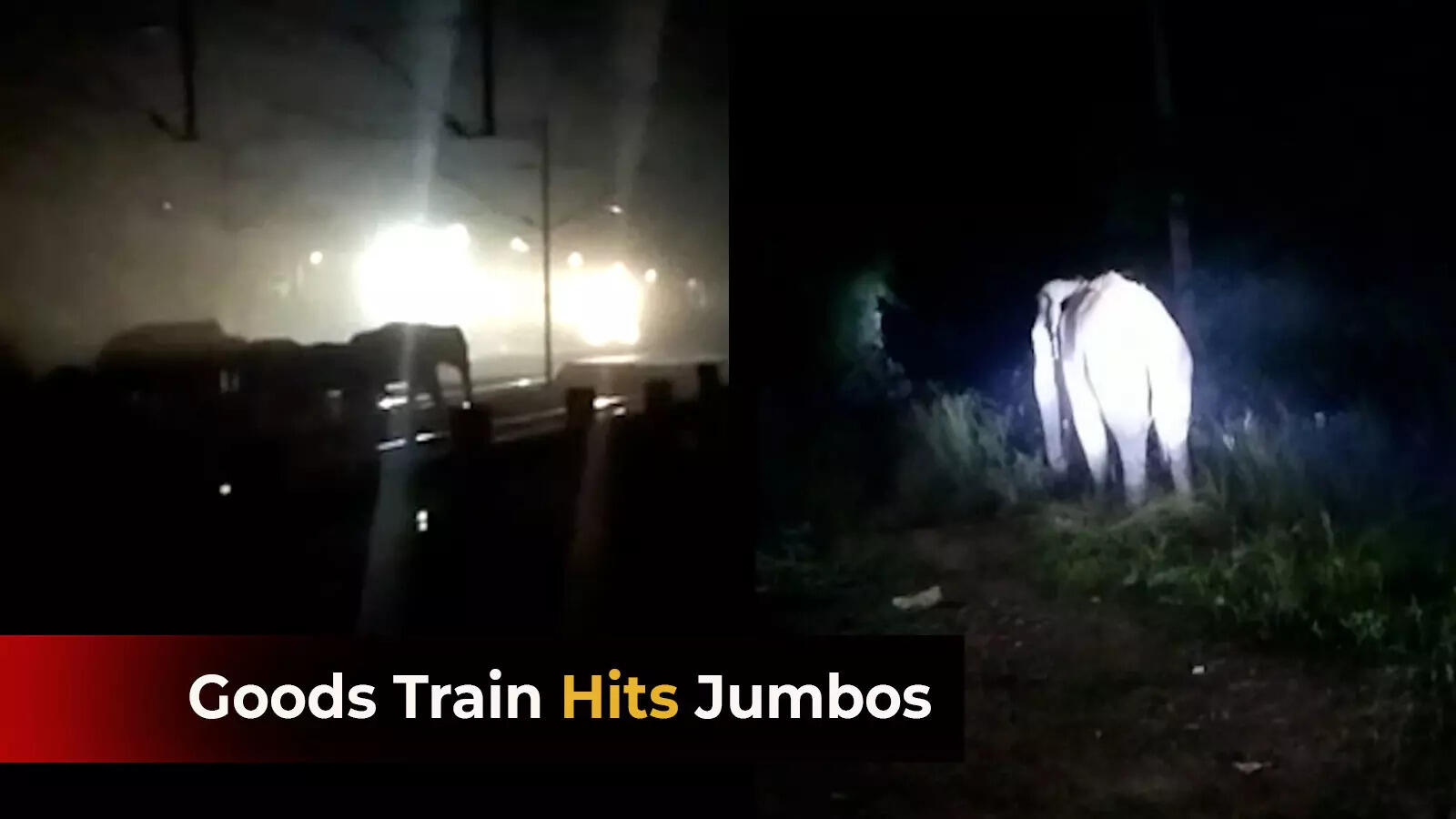 Elephant dies after being knocked down by train in Odisha