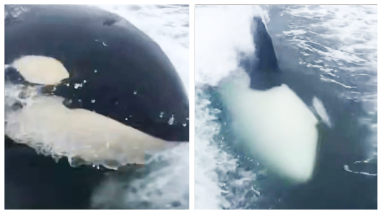On cam: Orca whale chasing a yacht