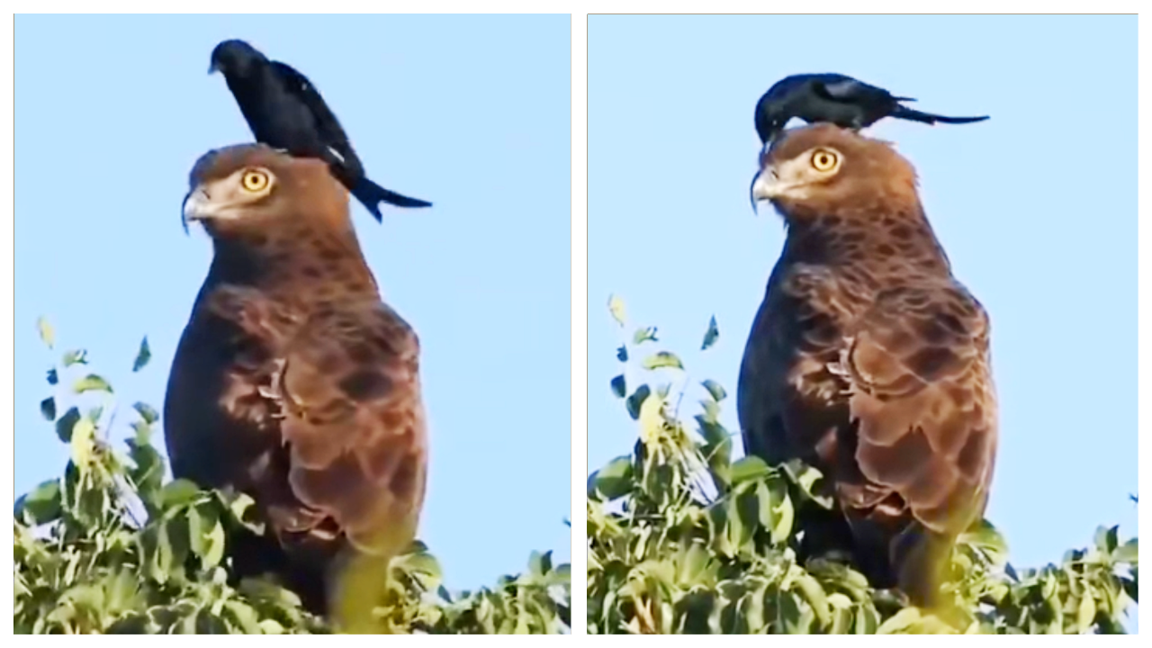 Watch: Friendly eagle doesn’t mind uninvited guest
