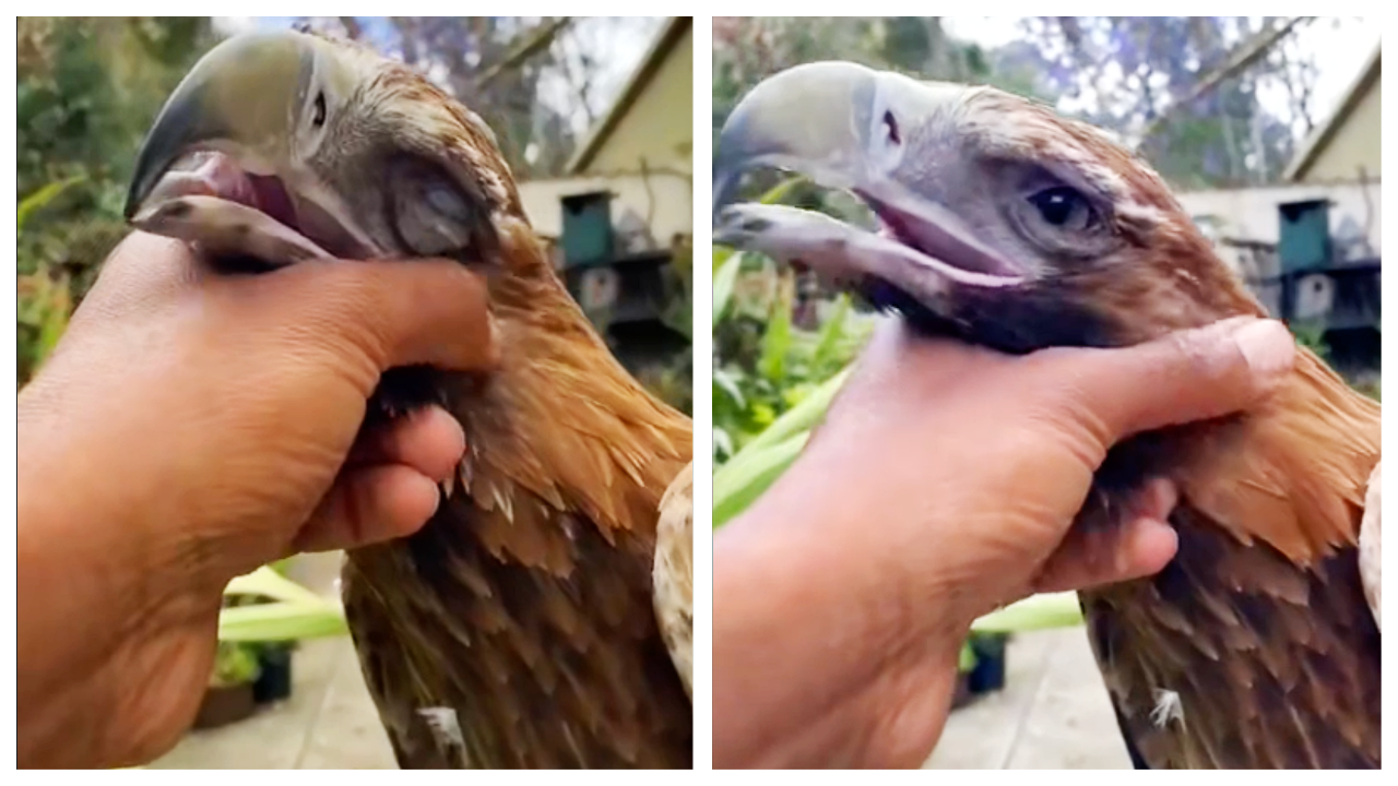Eagle loves petting from human friend