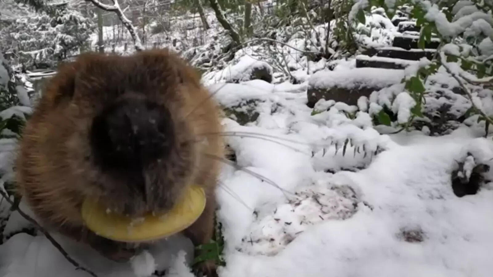 Watch: Cute beavers enjoy snow-covered Oregon Zoo