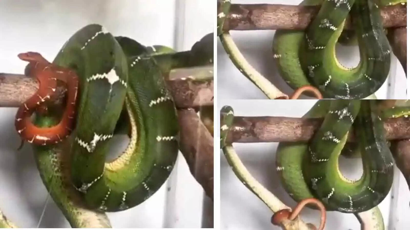 Watch how these snakes deliver babies alive