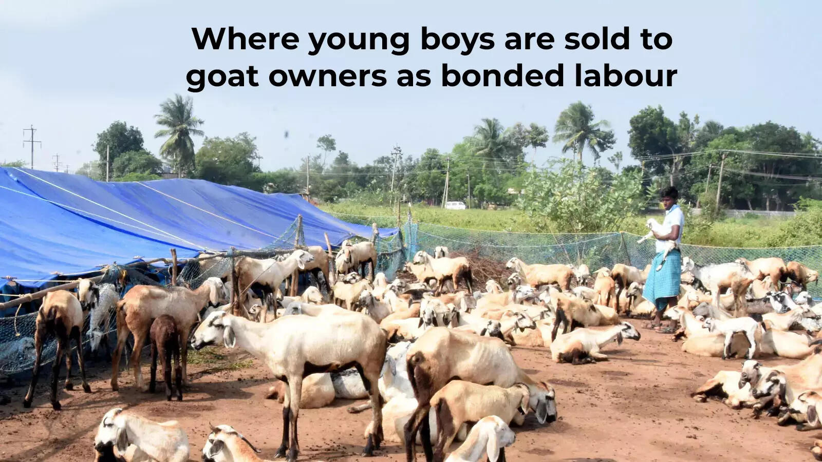 Where young boys are sold to goat owners as bonded labour | India News ...