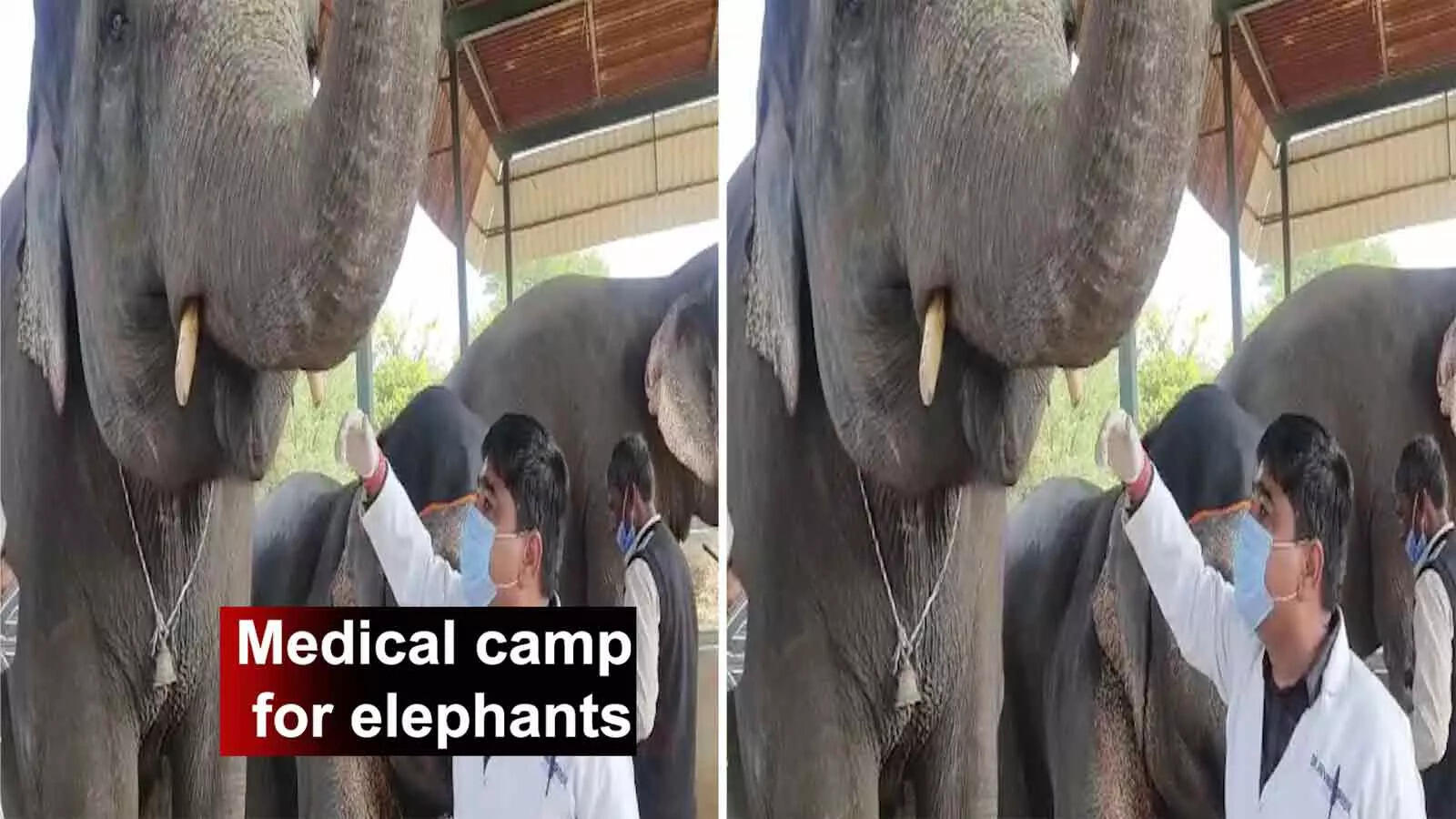 Elephants get rapid medical treatment at a medical camp in Jaipur