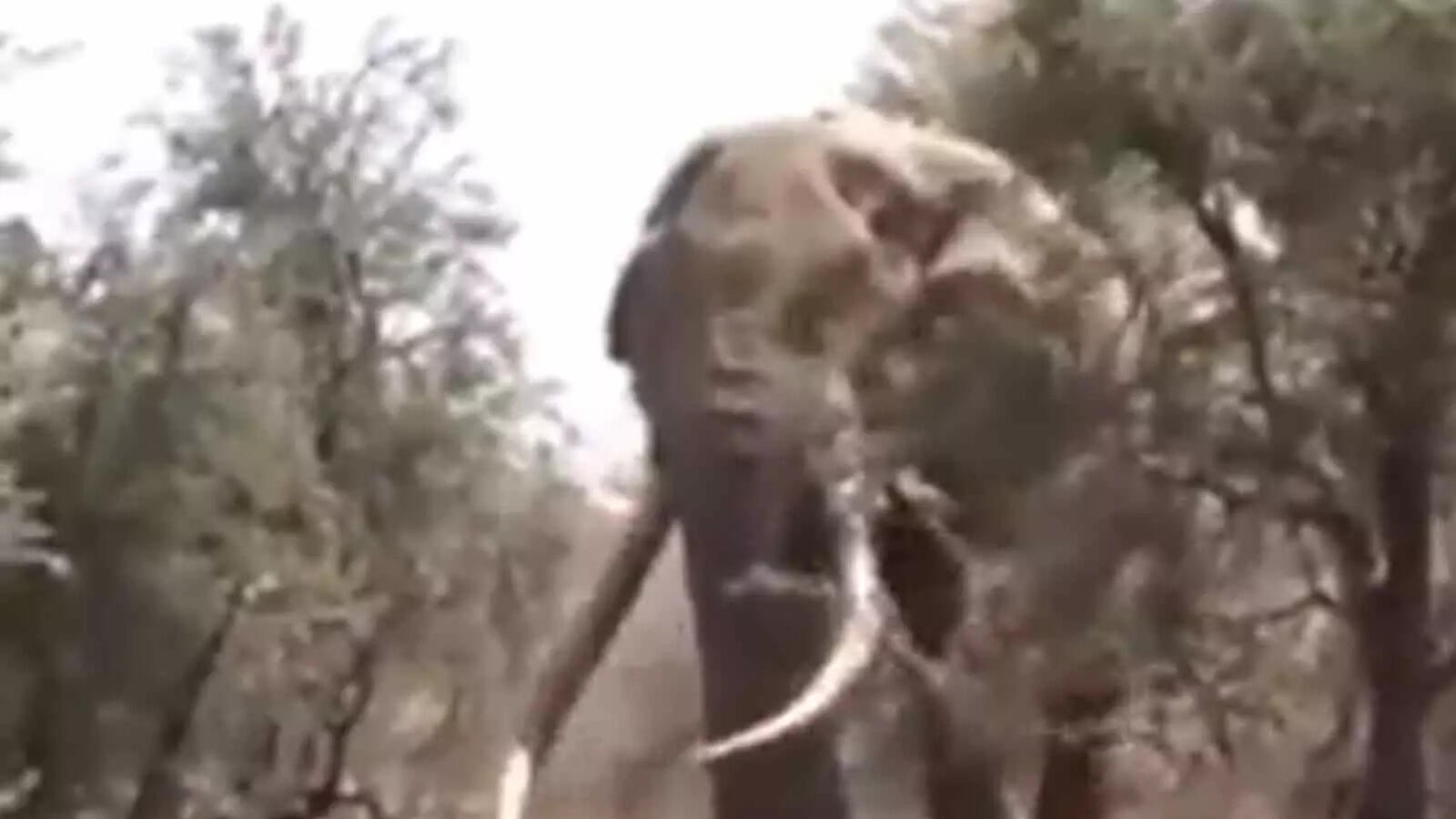 Watch: Weighing 8,000 kg, elephant from Tanzania believed to be largest ...