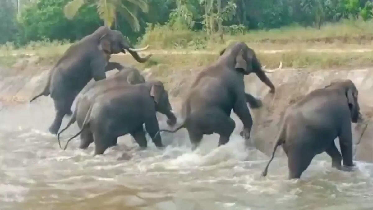 In pics: Villagers chase back elephants into forest near Mysuru