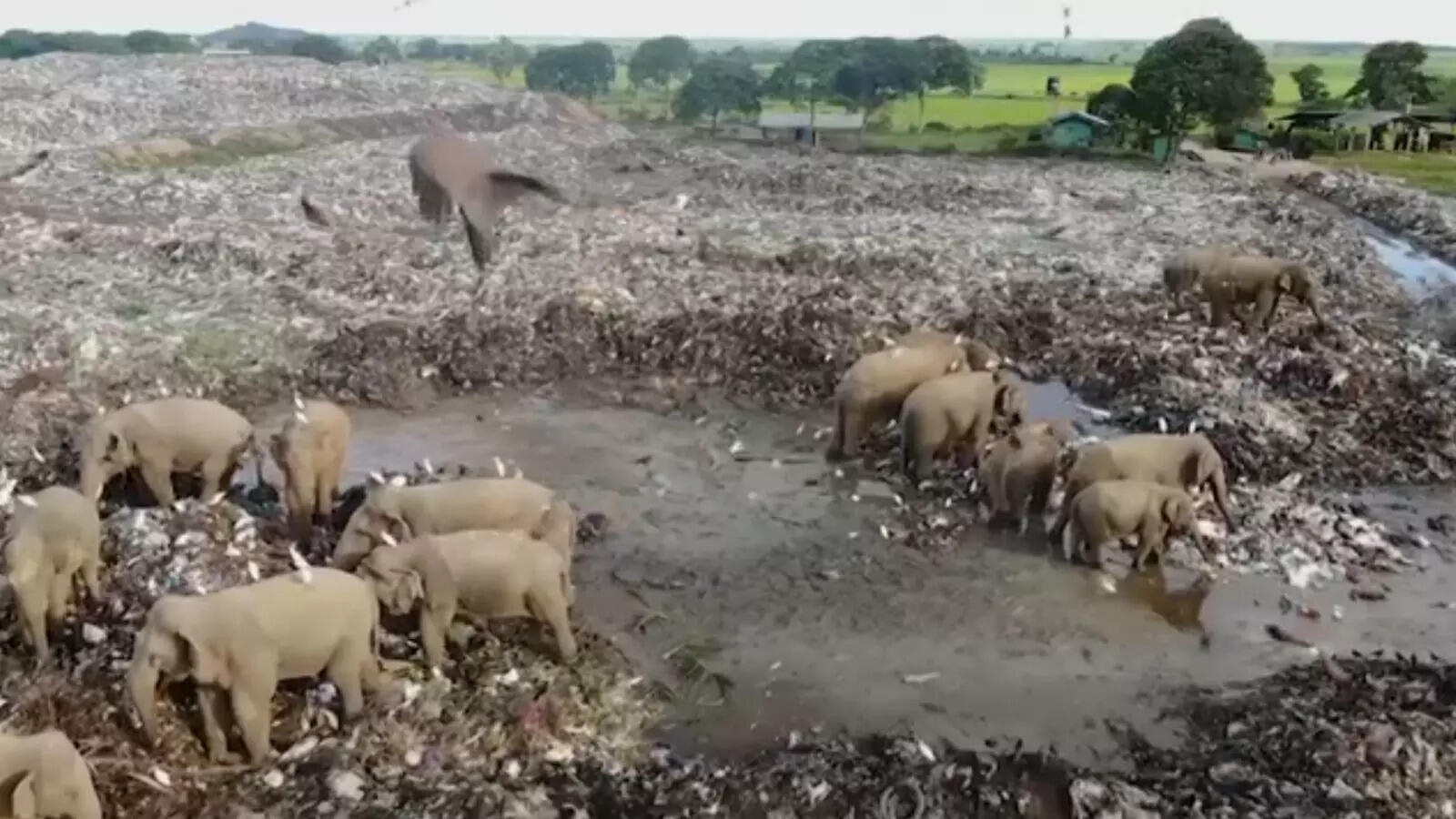elephants: Sri Lanka: Elephants killed after consuming plastic waste ...