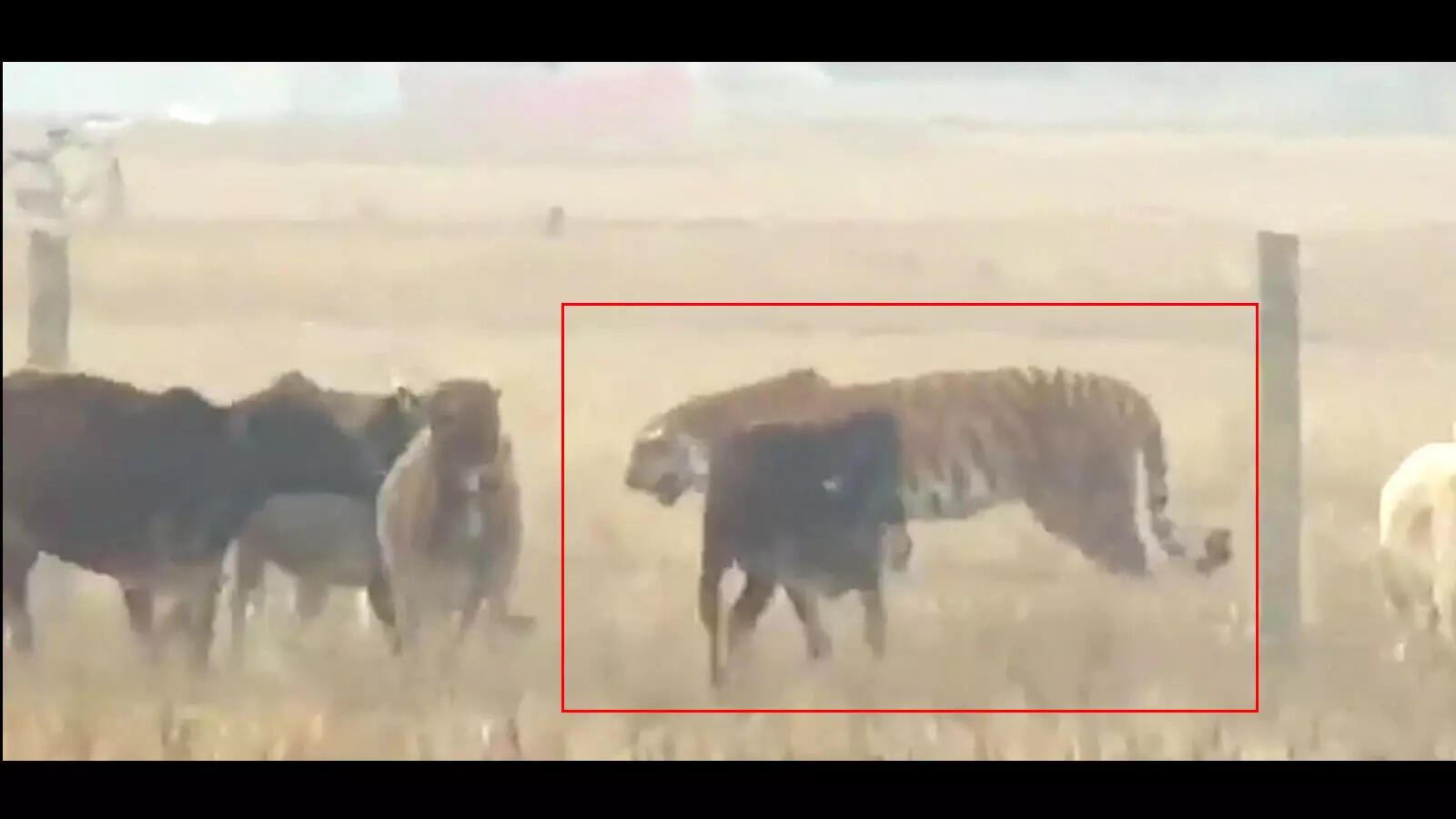 Viral video: Tiger calmly passes by cattle