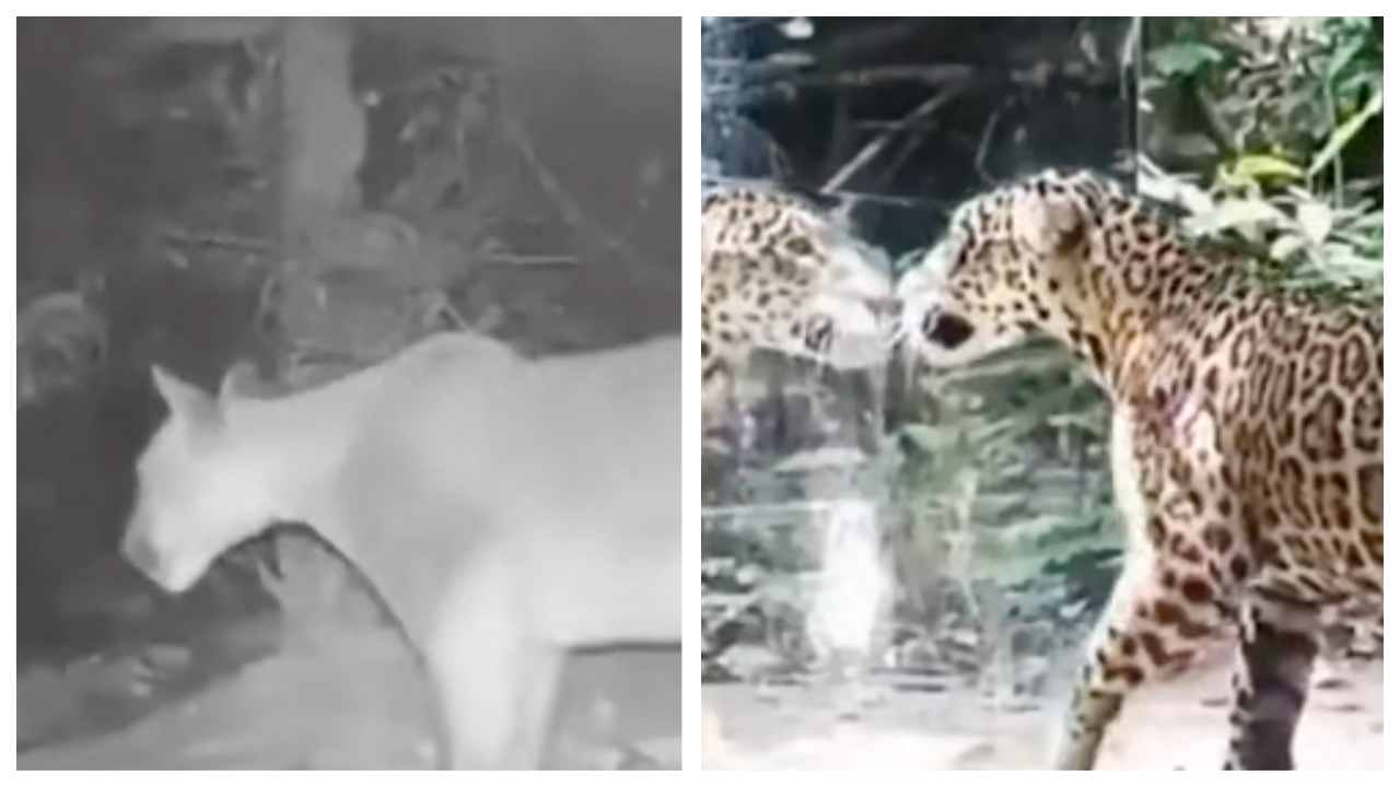 Amazing: How wild animals react to their own reflection