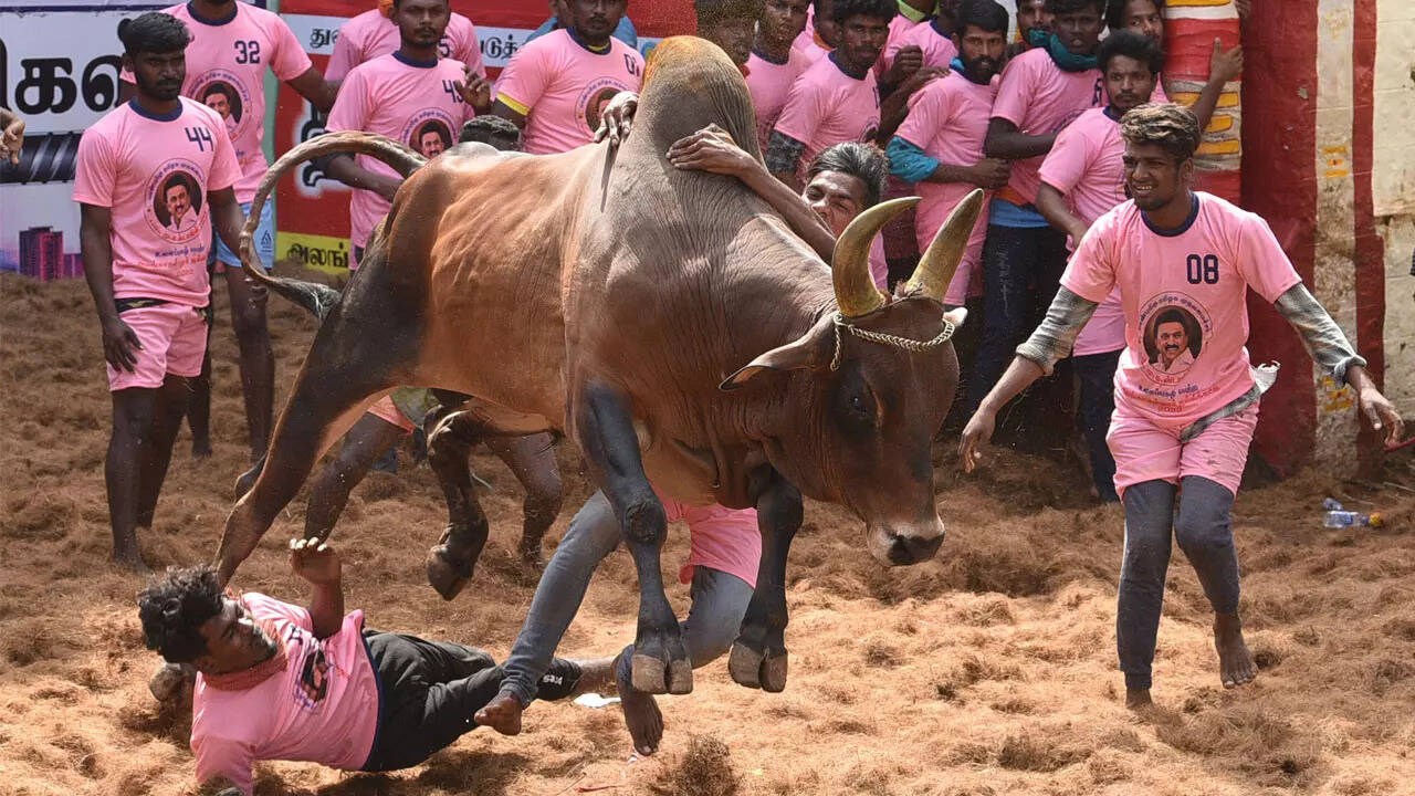 102 humans, 20 bulls killed in jallikattu events since 2017 | Nagpur ...