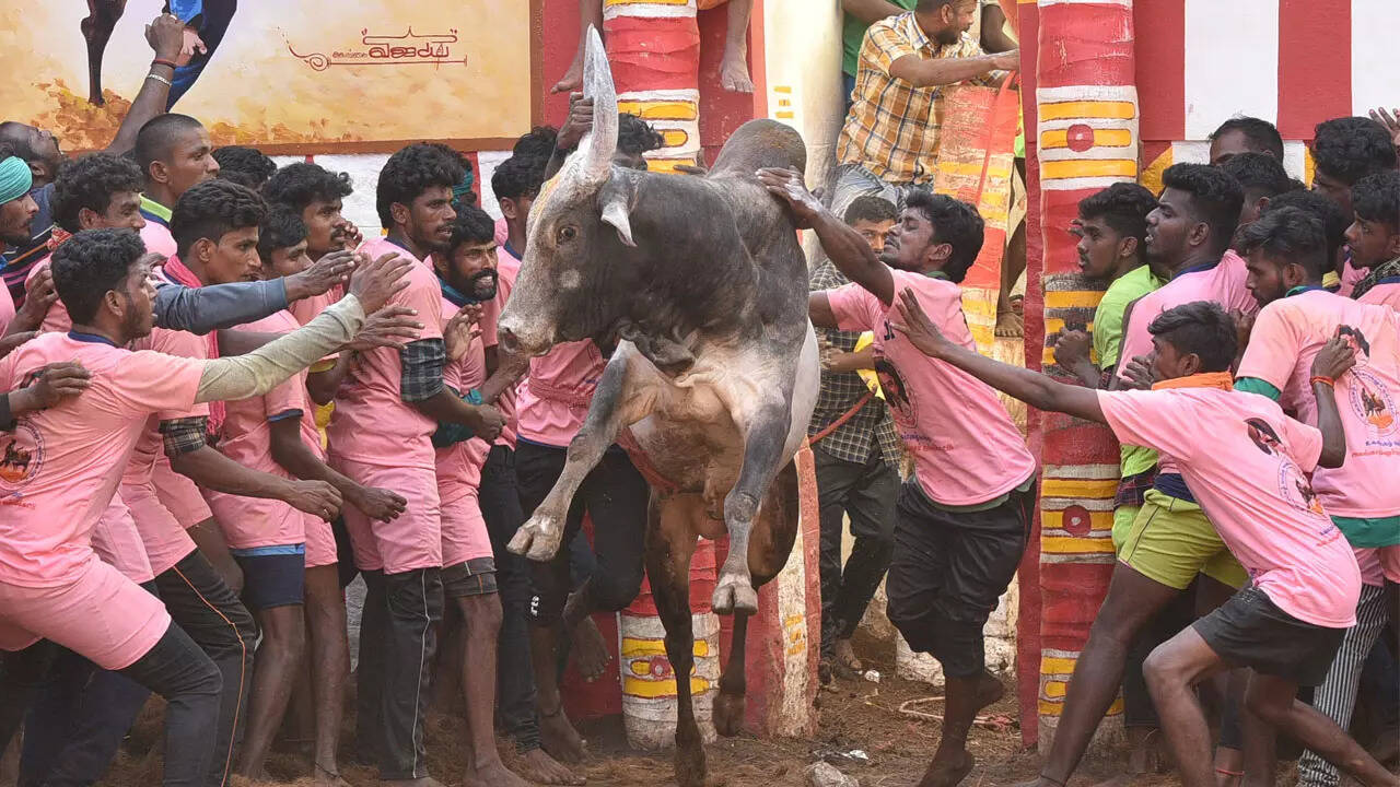 102 humans, 20 bulls killed in jallikattu events since 2017 | Nagpur ...
