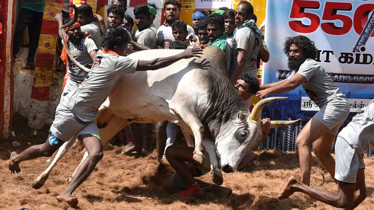 102 humans, 20 bulls killed in jallikattu events since 2017 | Nagpur ...