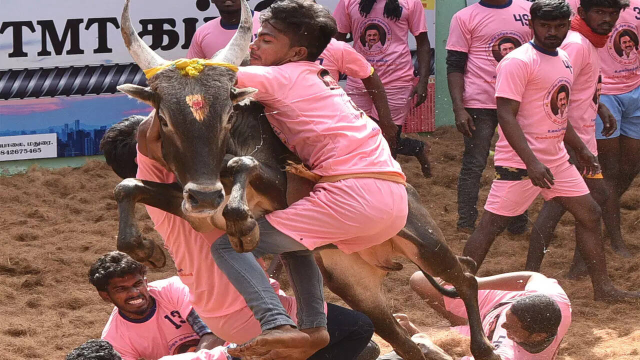 102 humans, 20 bulls killed in jallikattu events since 2017 | Nagpur ...