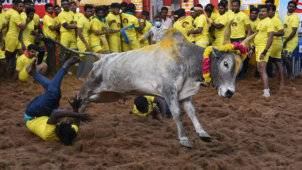 102 humans, 20 bulls killed in jallikattu events since 2017 | Nagpur ...