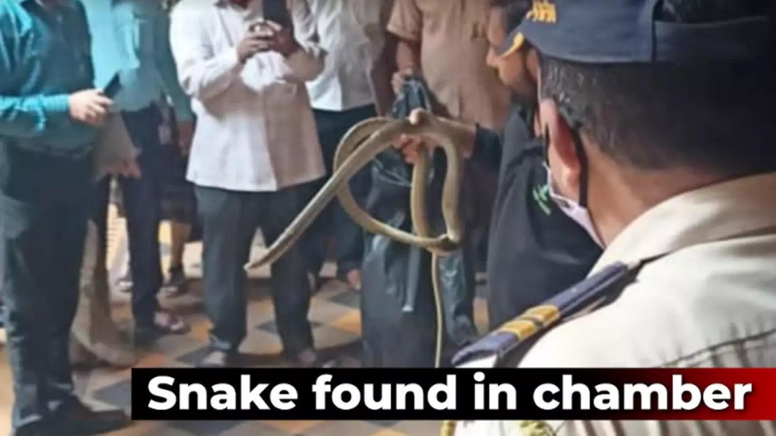 Mumbai: 6-foot-long snake rescued from Bombay High Court judge's chamber