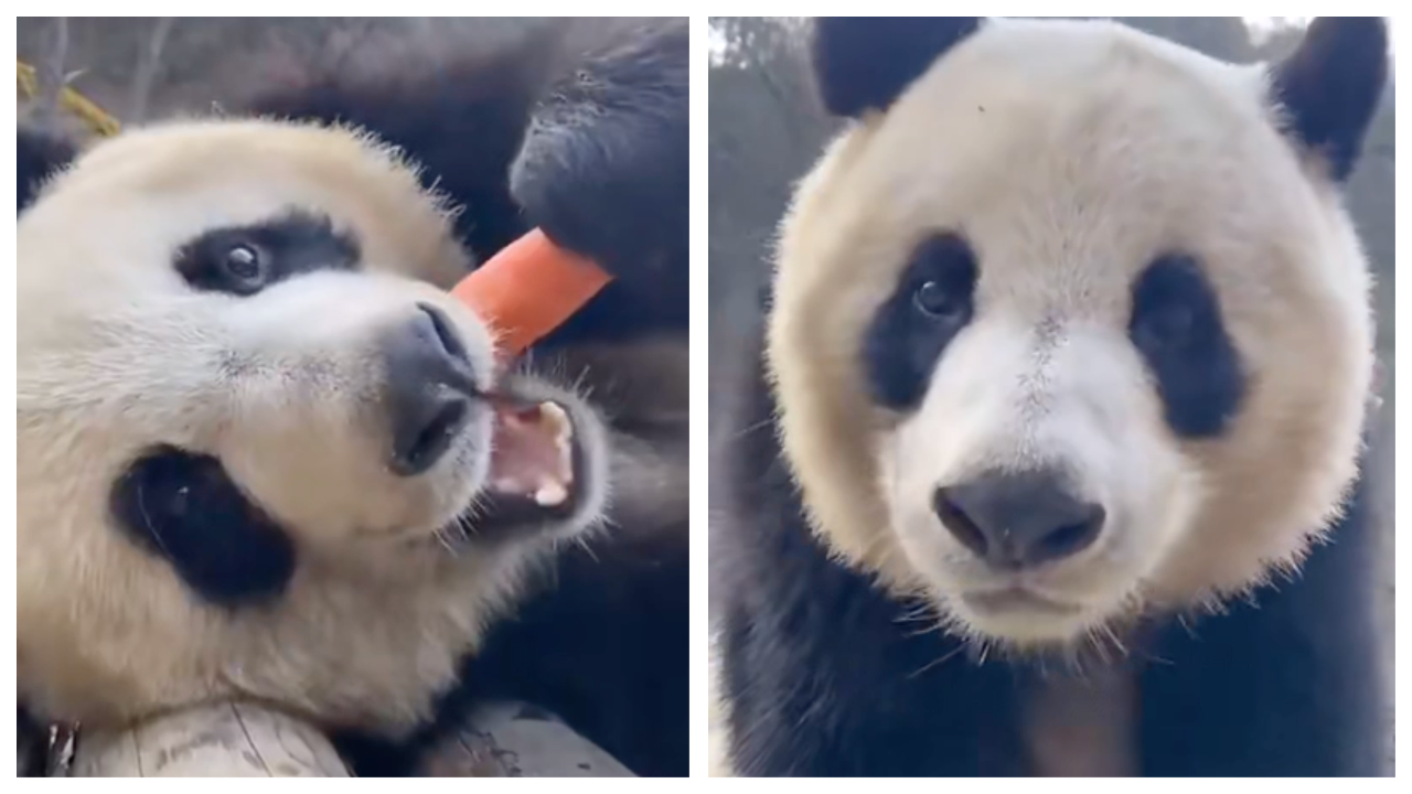 Chill pill: Panda enjoys a carrot