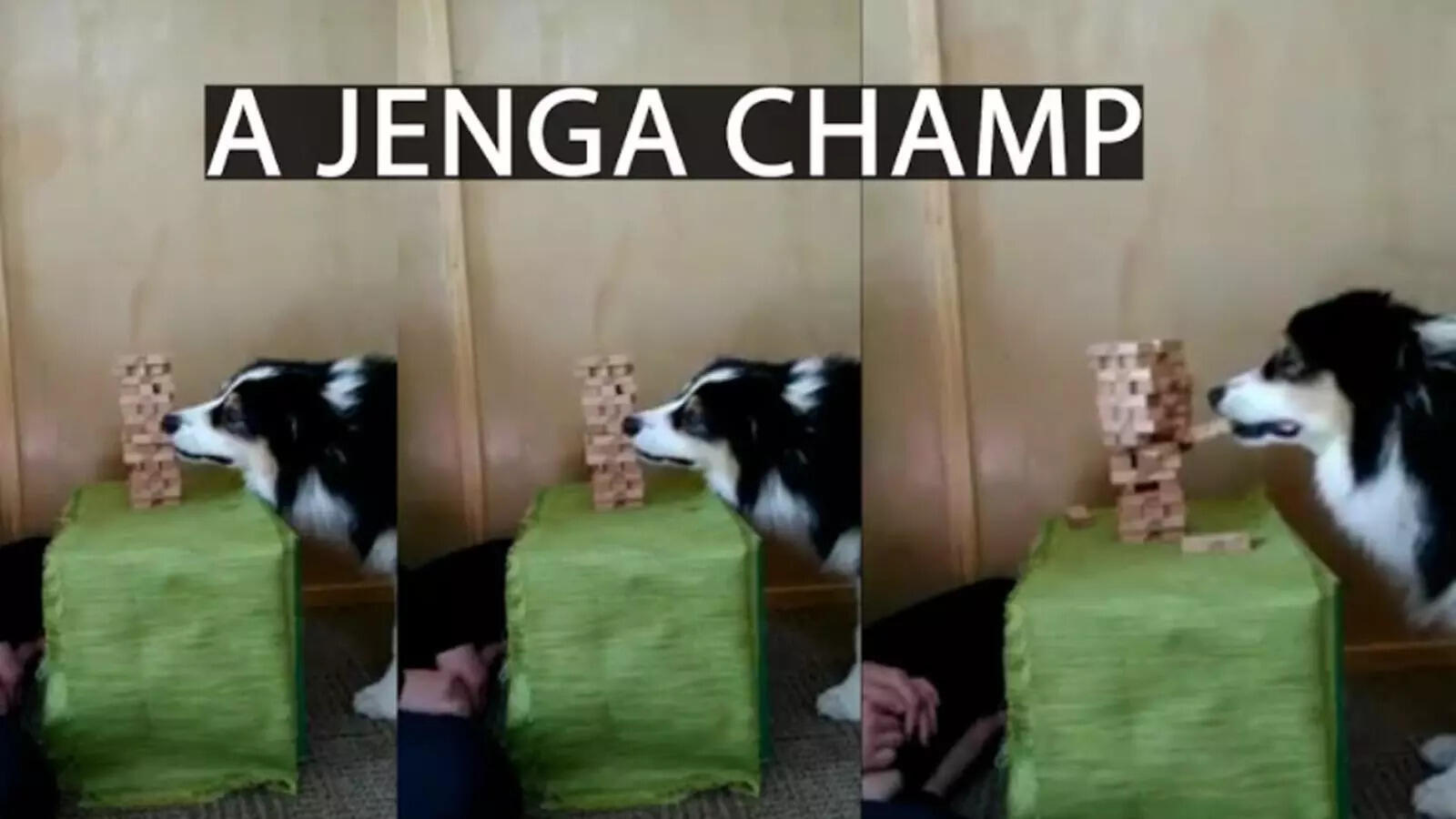 Watch: This dog plays Jenga like a champion