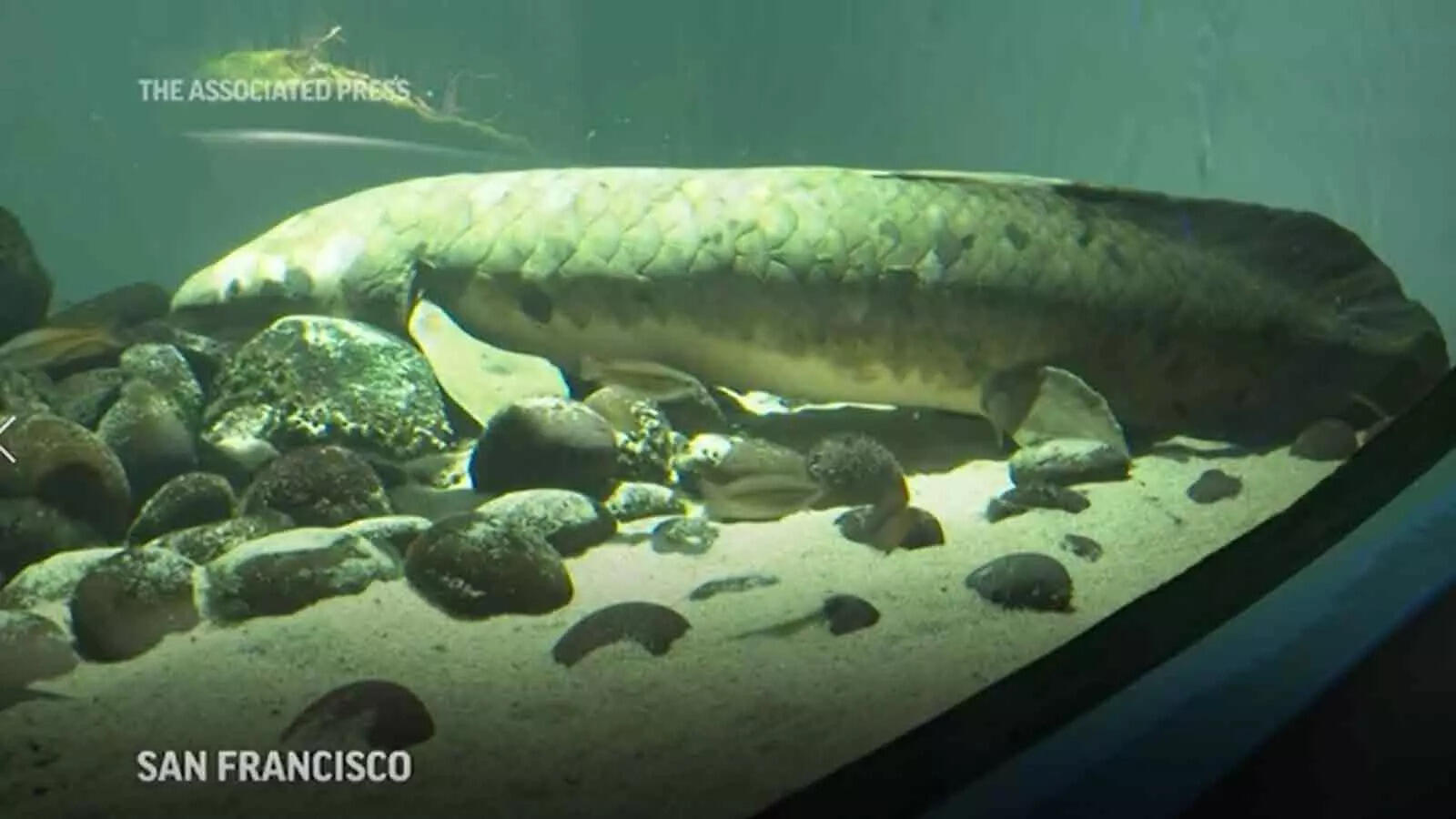 Meet Methuselah, likely oldest aquarium fish