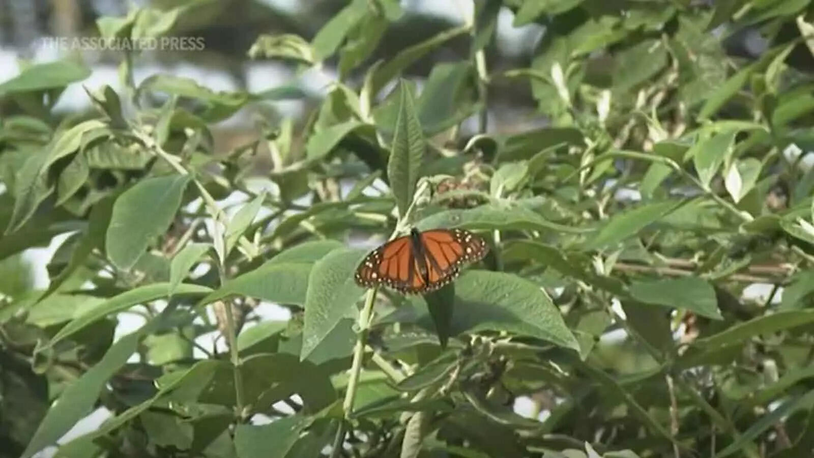 Western US monarch butterfly numbers grow