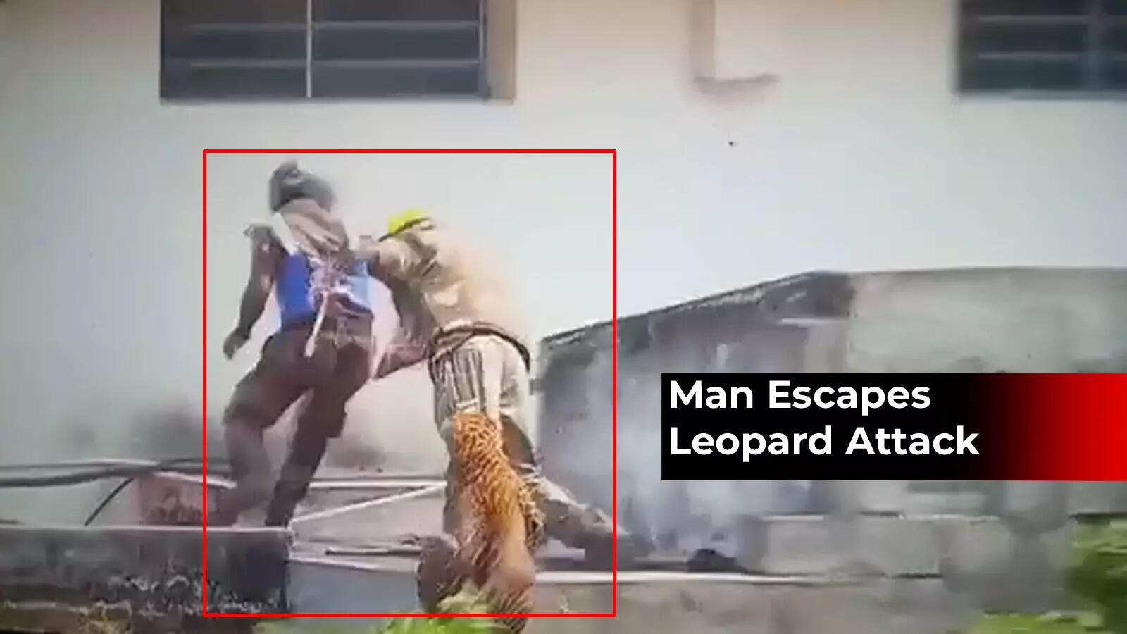 viral video: Watch: Leopard attacks a security guard, captured