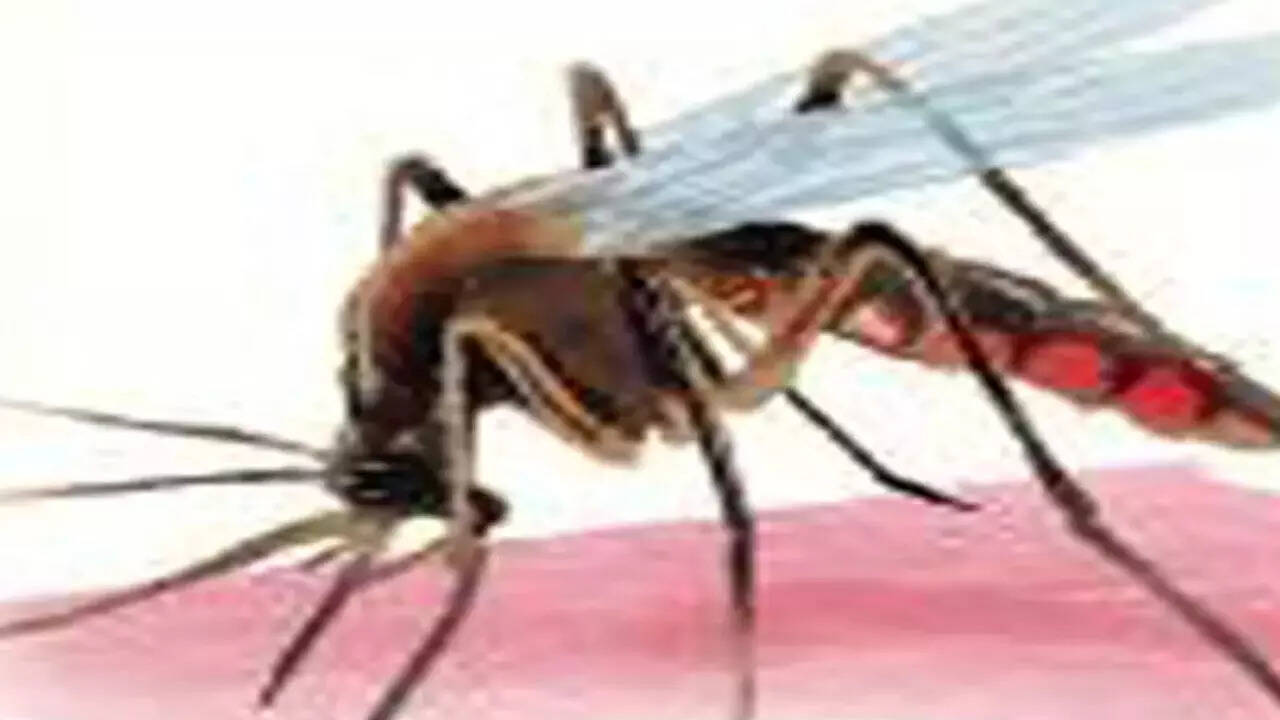 Kochi corporation to start mosquito control drive