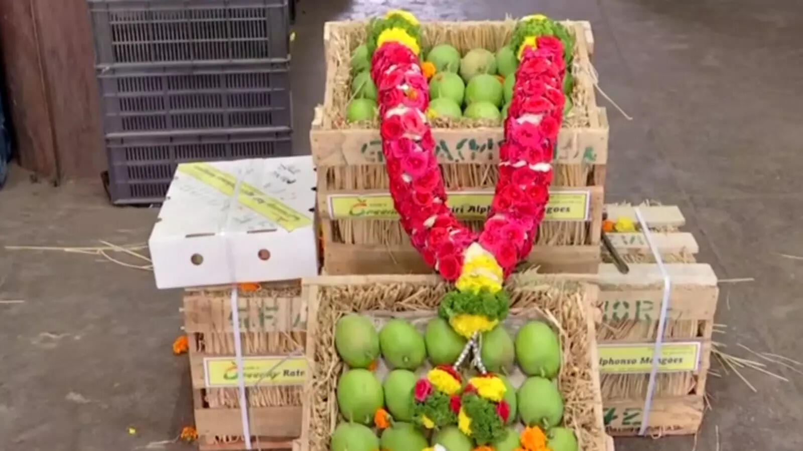 Pune: Mango crate sold for Rs 31,000 in auction, trader claims most ...