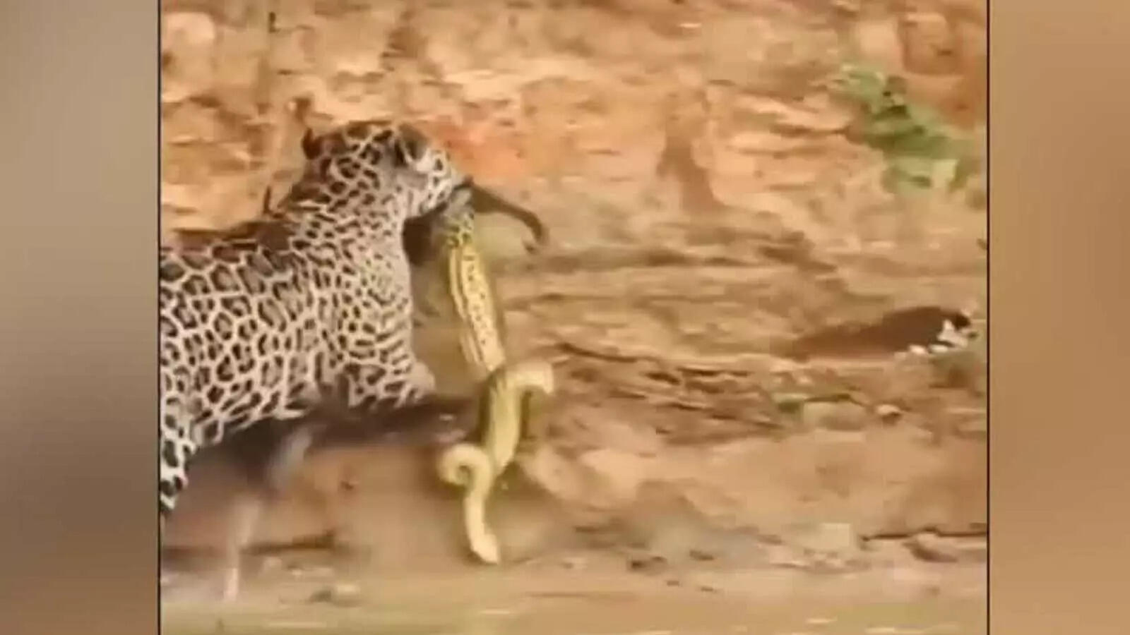Viral Video: Leopard attacks python, gets people scared