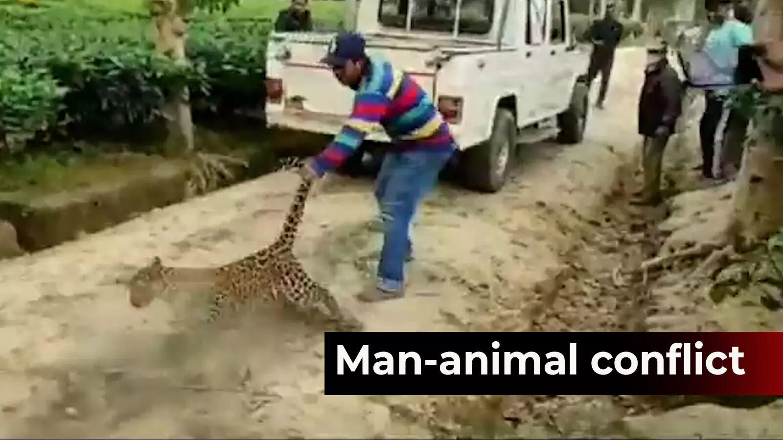 Watch: Stray leopard dragged by locals at a tea garden in Assam's Mariani