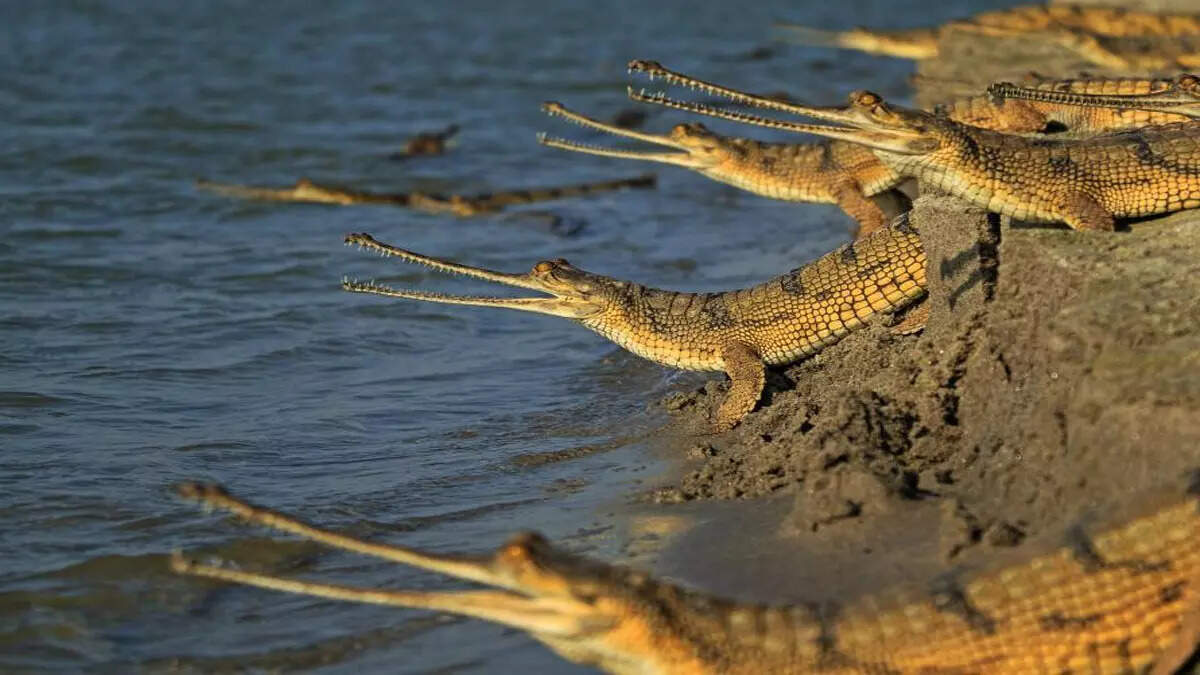 Photos: 22 adult gharials in Ganga big boost to count