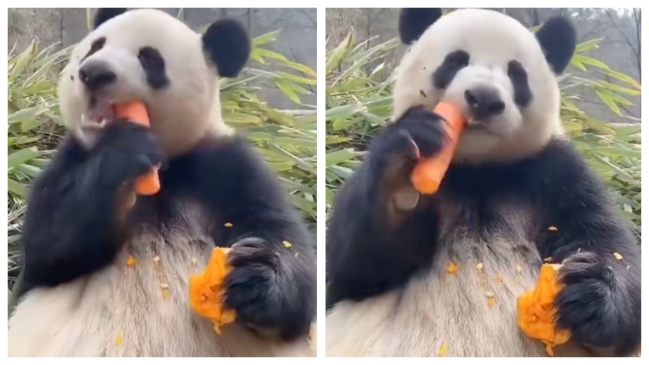 Watch: Just a Panda enjoying carrots for lunch