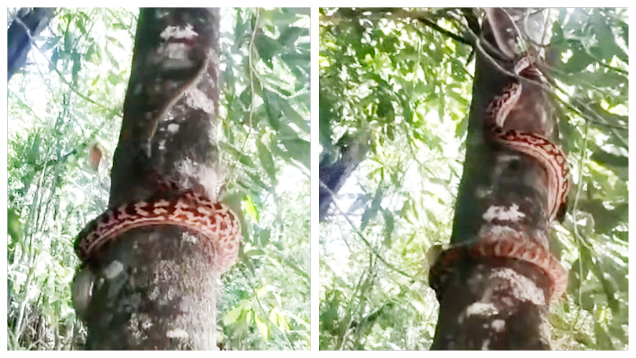 Watch how snakes climb trees
