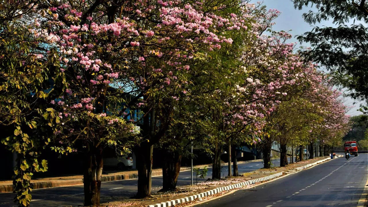 In pics: Lovely sight of pink blooming flowers in Mumbai