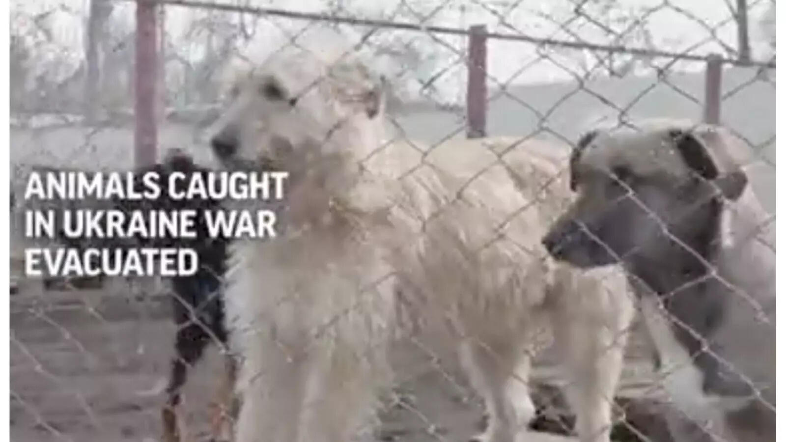 Animals caught in Ukraine war evacuated