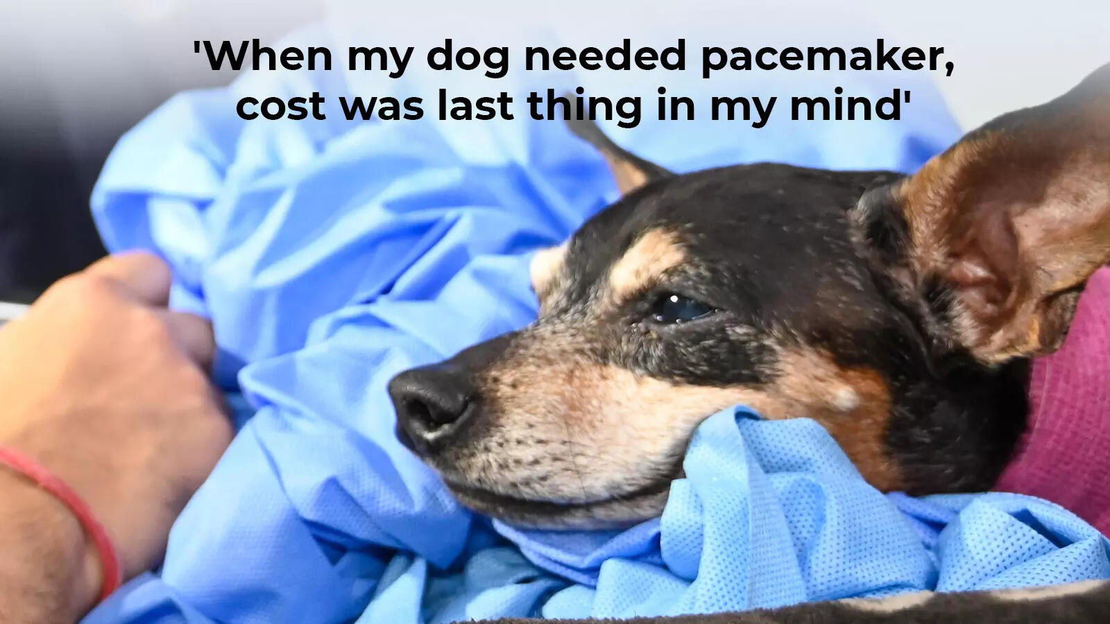 'When my dog needed pacemaker, cost was last thing in my mind' | India ...