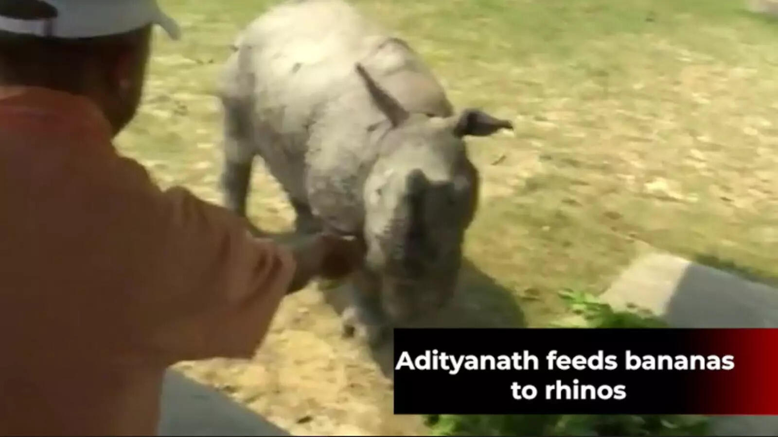 UP CM-designate Yogi Adityanath feeds bananas to rhinos at the Shaheed ...