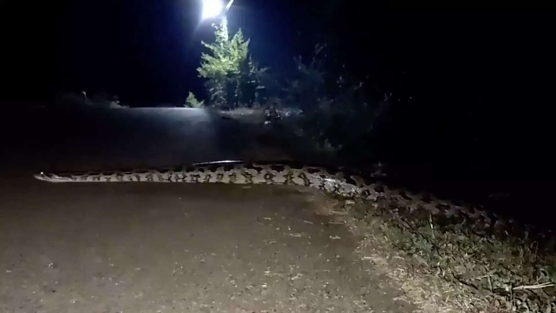 This snake's video has gone viral on social media, but it's not an ...