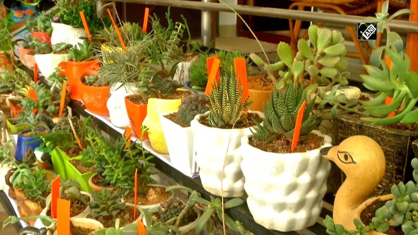 cactus museum: Tamil Nadu: School teacher runs first Cactus museum in ...