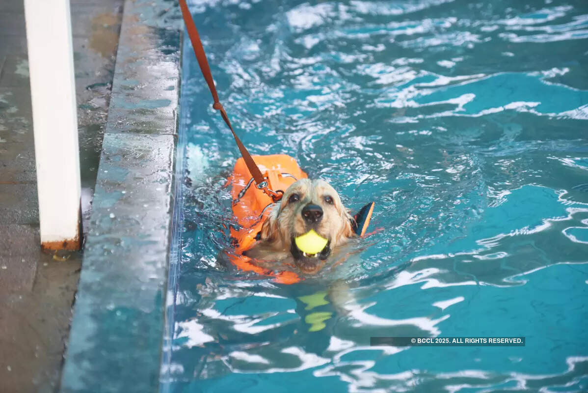 'Howli' Hai: A full day of fun, food, colour and fur babies!- The ...