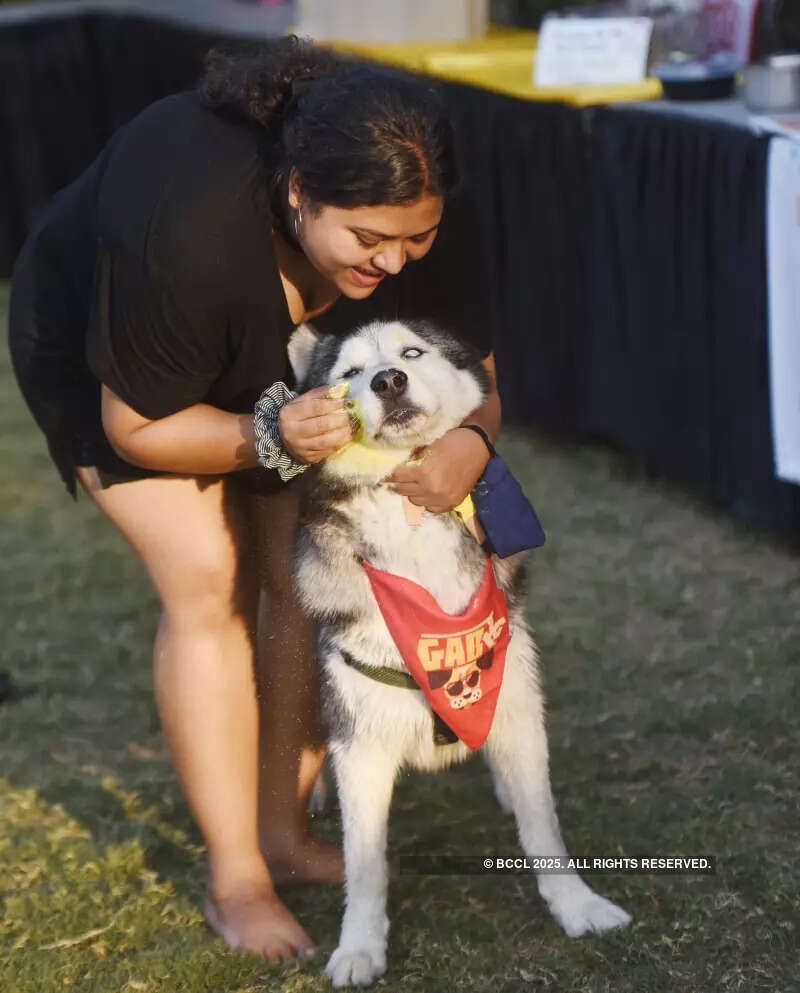 'Howli' Hai: A full day of fun, food, colour and fur babies!- The ...