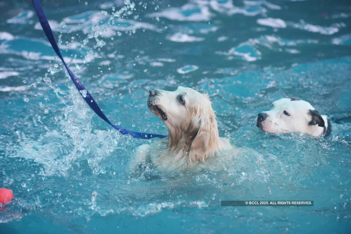 'Howli' Hai: A full day of fun, food, colour and fur babies!- The ...