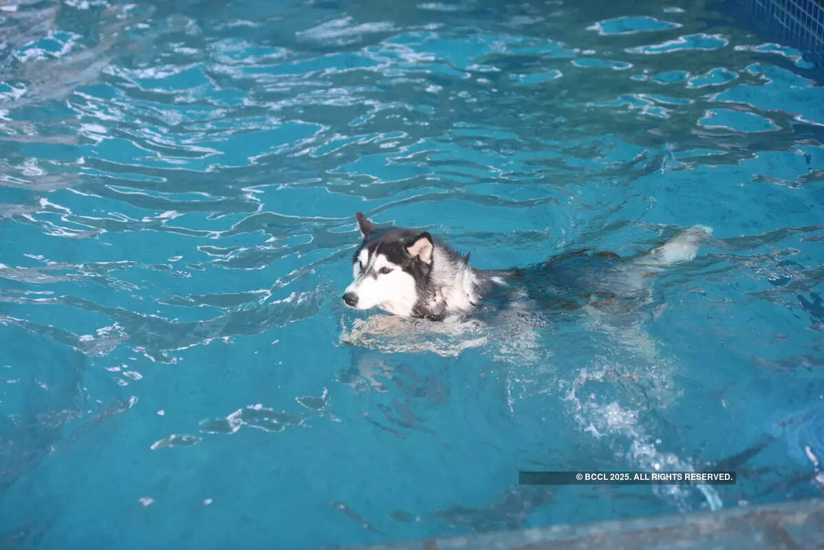 'Howli' Hai: A full day of fun, food, colour and fur babies!- The ...