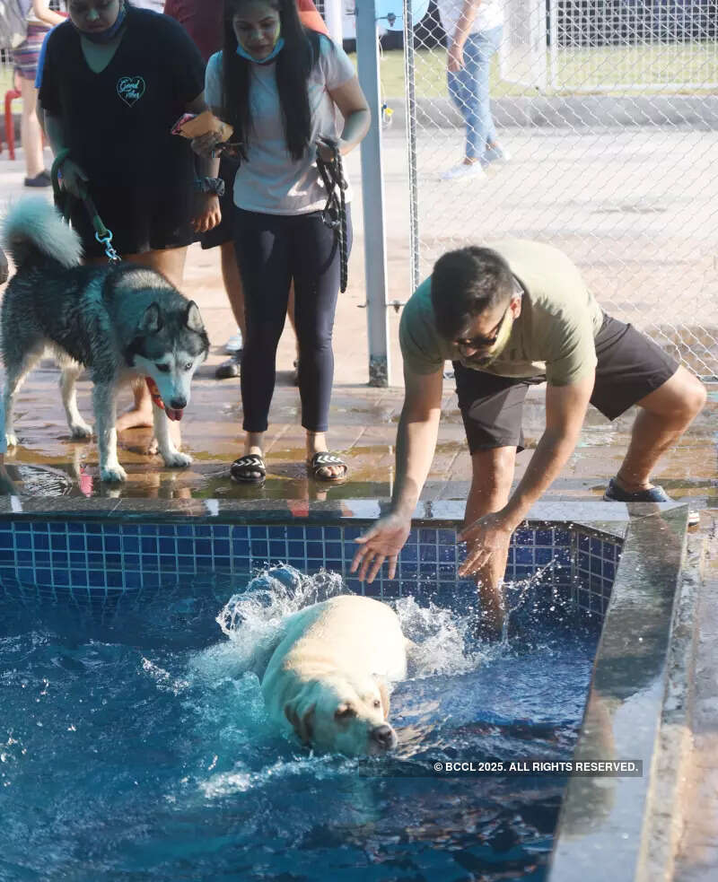 'Howli' Hai: A full day of fun, food, colour and fur babies!- The ...