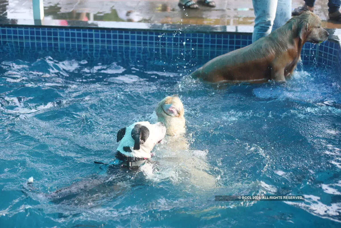 'Howli' Hai: A full day of fun, food, colour and fur babies!- The ...