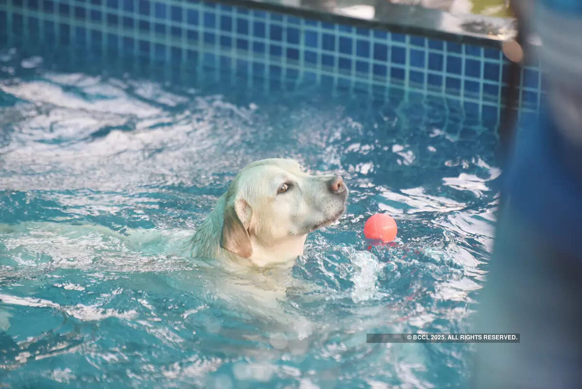 'Howli' Hai: A full day of fun, food, colour and fur babies!- The ...