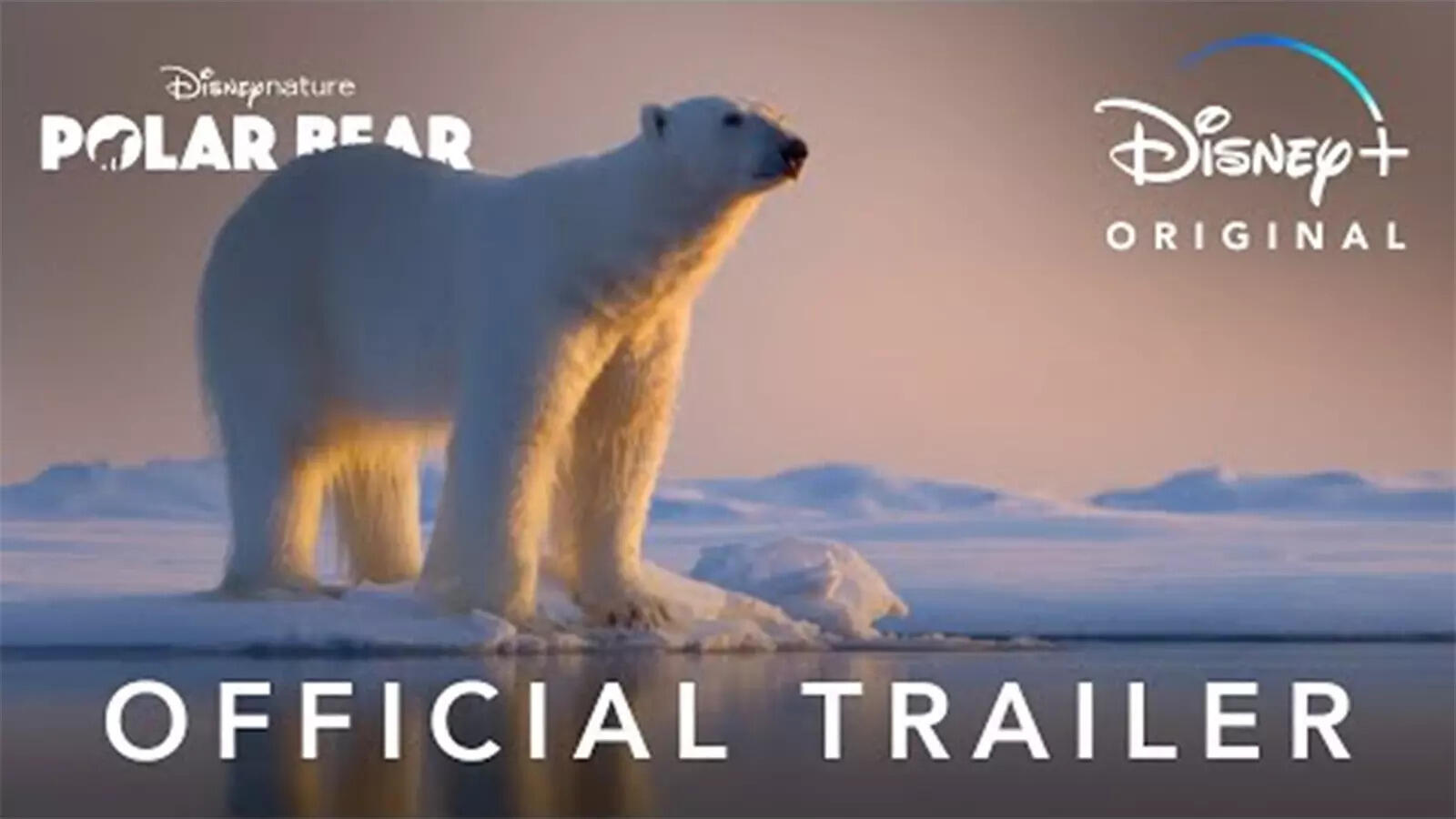 Polar Bear - Official Trailer
